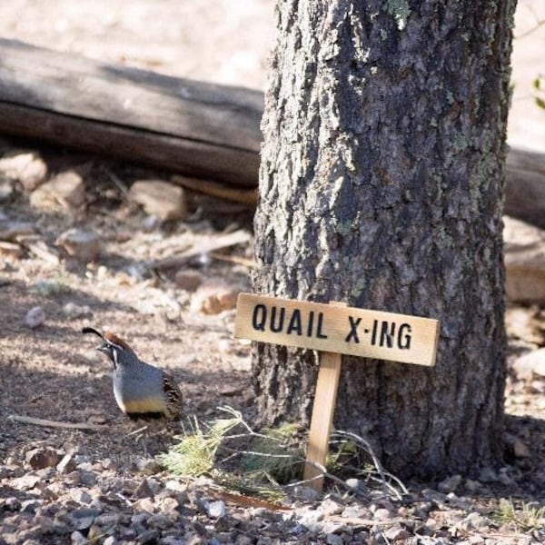 Quail Crossing Sign - Etsy
