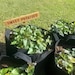 POTATOES Garden Marker, POTATOES Garden Sign Painted & Oil Sealed Cedar ...