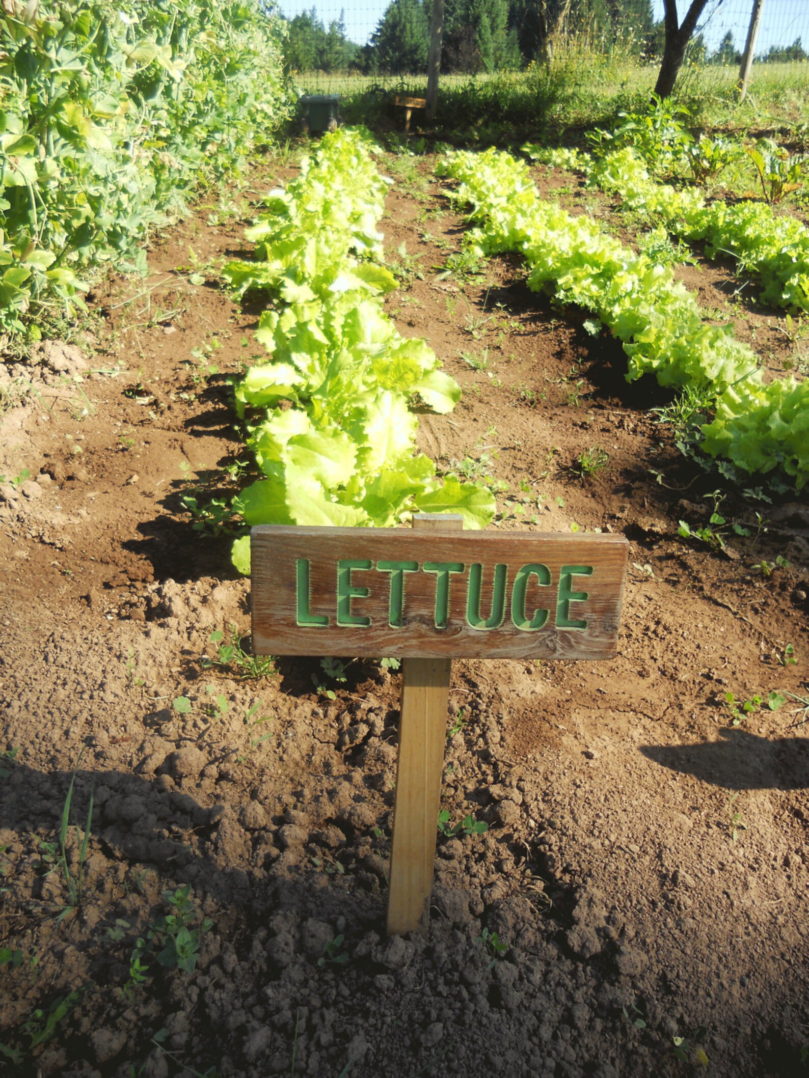 LETTUCE Garden Sign, Outdoor Marker, Yard Art, Vegetable Sign, Veggie ...