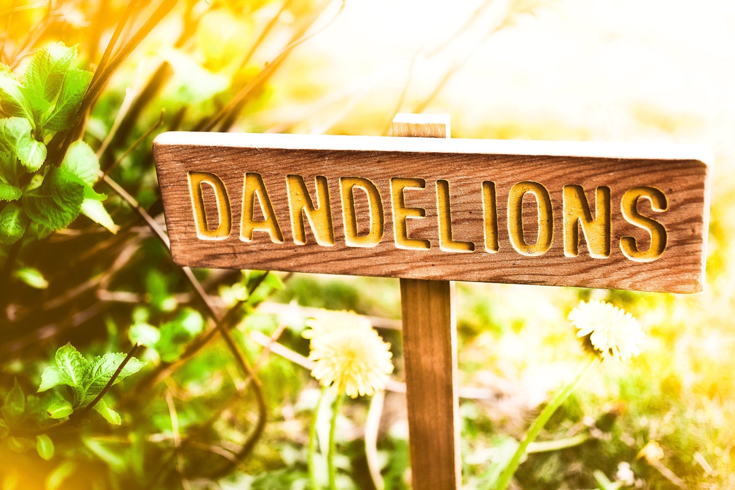 DANDELIONS Garden or Yard Sign Painted & Oil Sealed Cedar - Etsy