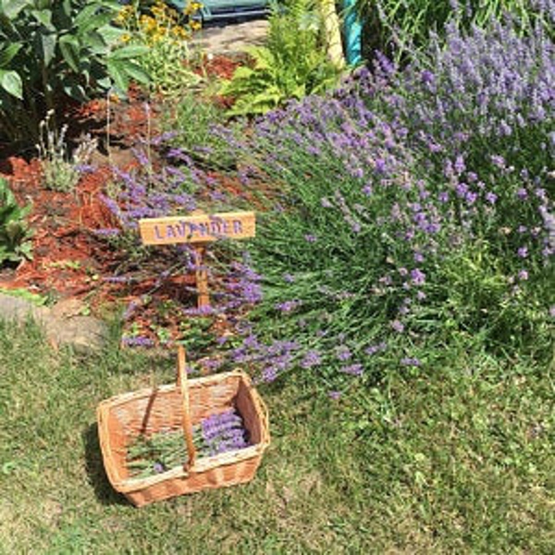 LAVENDER Herb Garden Sign, Painted & Oil Sealed Cedar Wood: Hand Routed ...