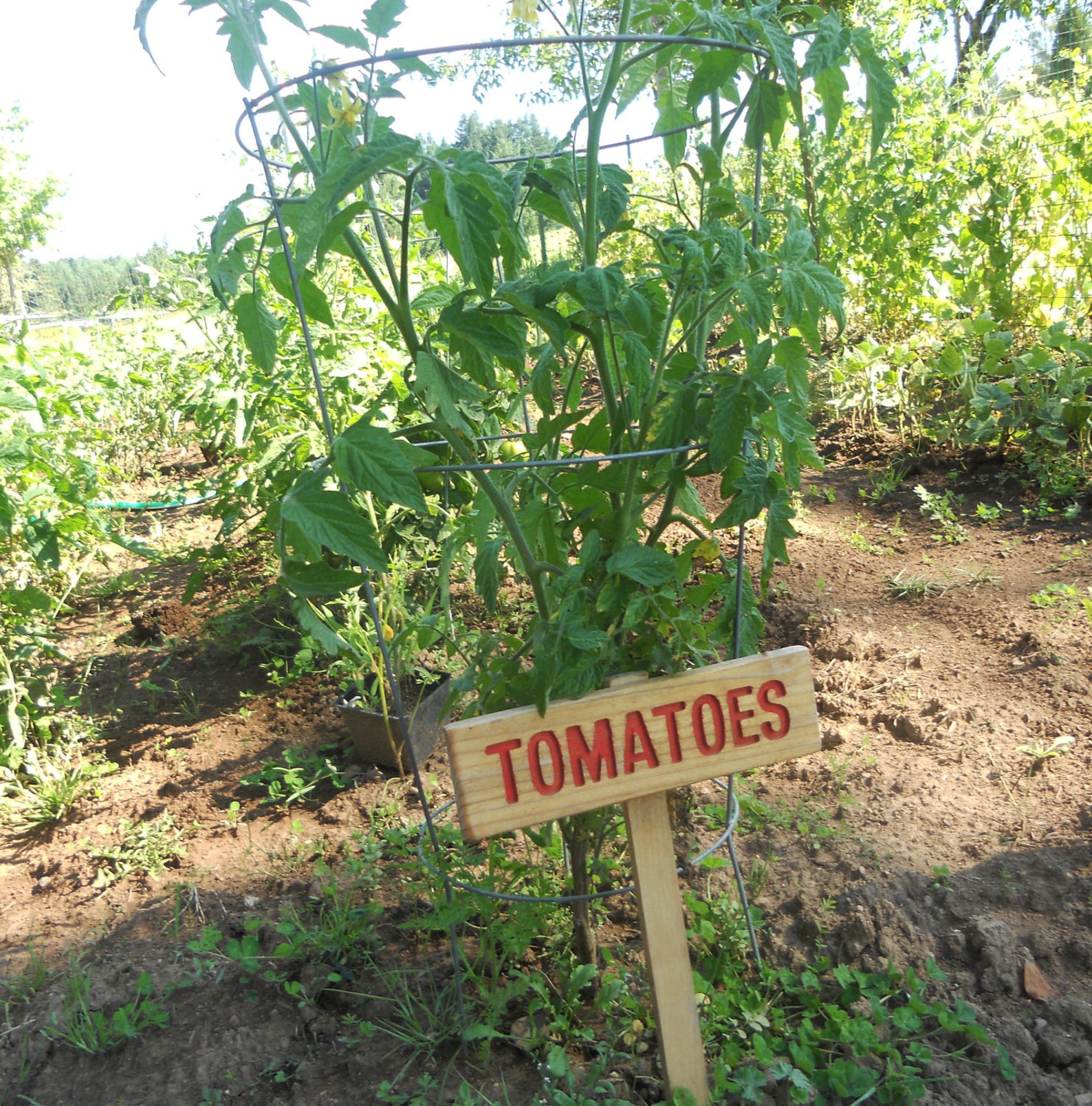 Tomatoes Sign Garden Marker Outdoor Sign Yard Art | Etsy