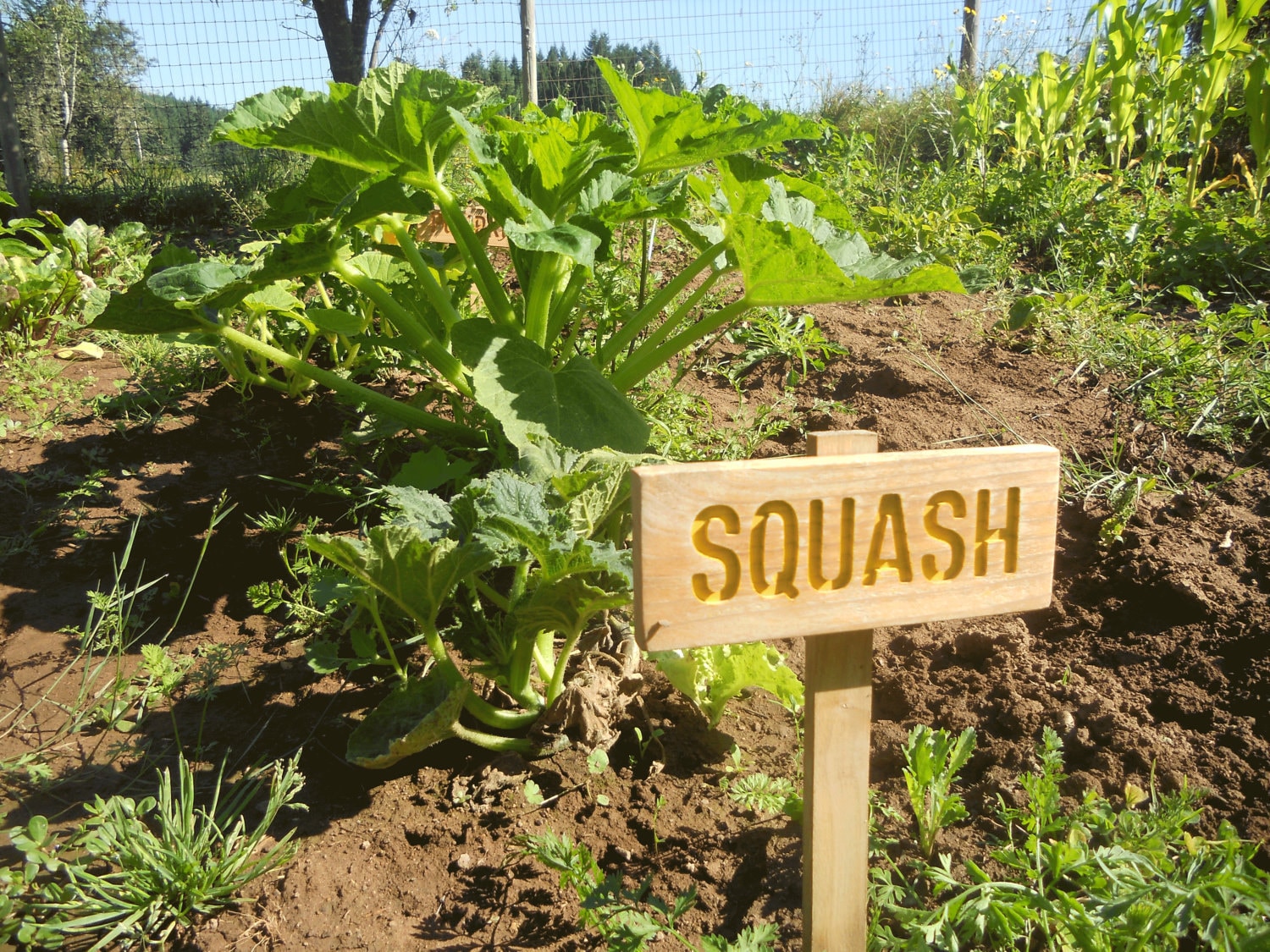 SQUASH Garden Sign, Plant Marker, Outdoor Sign, Yard Art, Garden ...