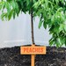 PEACHES Sign, Outdoor Sign, Yard Art, Garden Marker, Fruit Tree Sign ...
