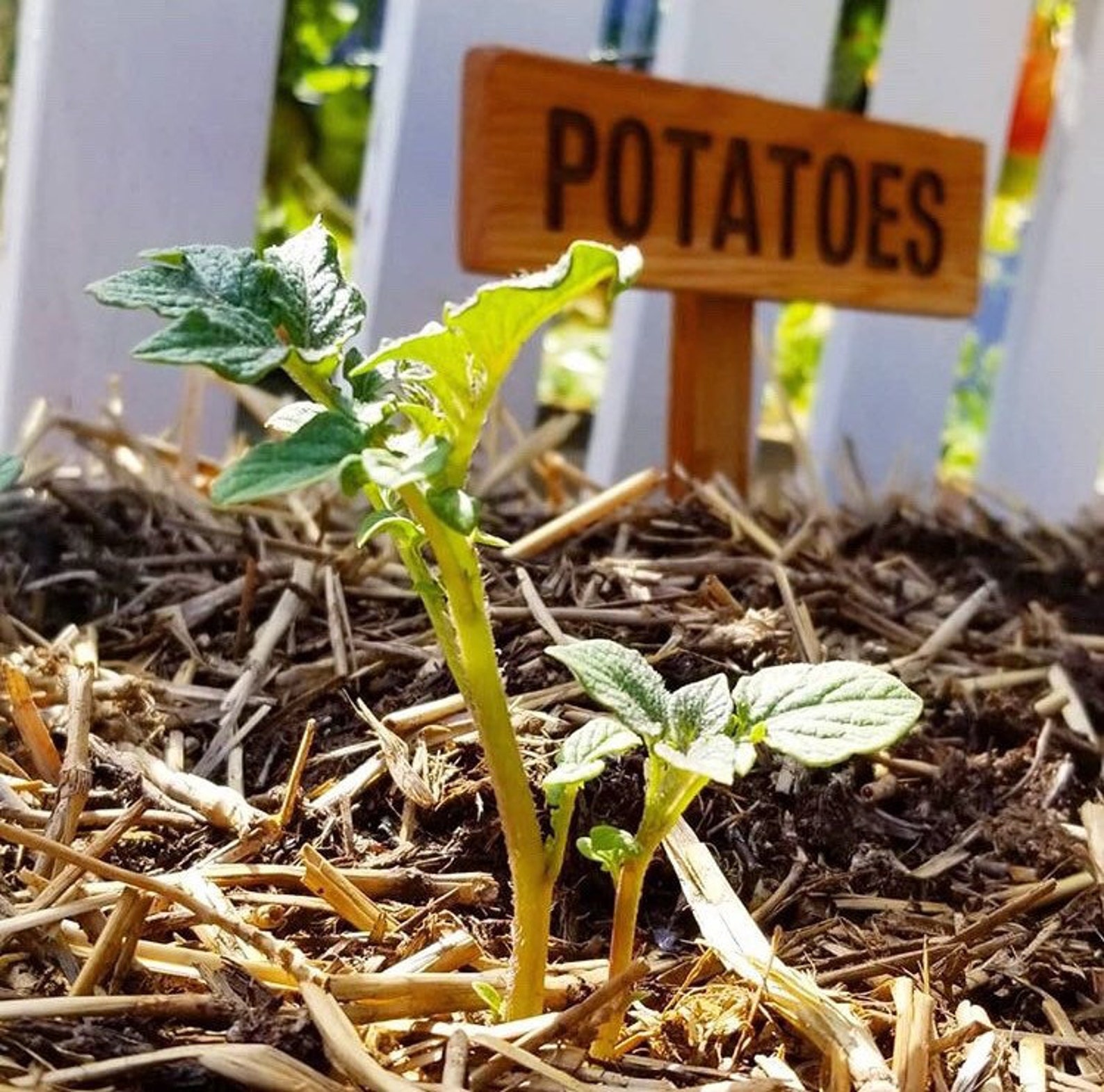 POTATOES Garden Marker POTATOES Garden Sign Painted & Oil - Etsy