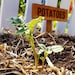 POTATOES Garden Marker, POTATOES Garden Sign Painted & Oil Sealed Cedar ...