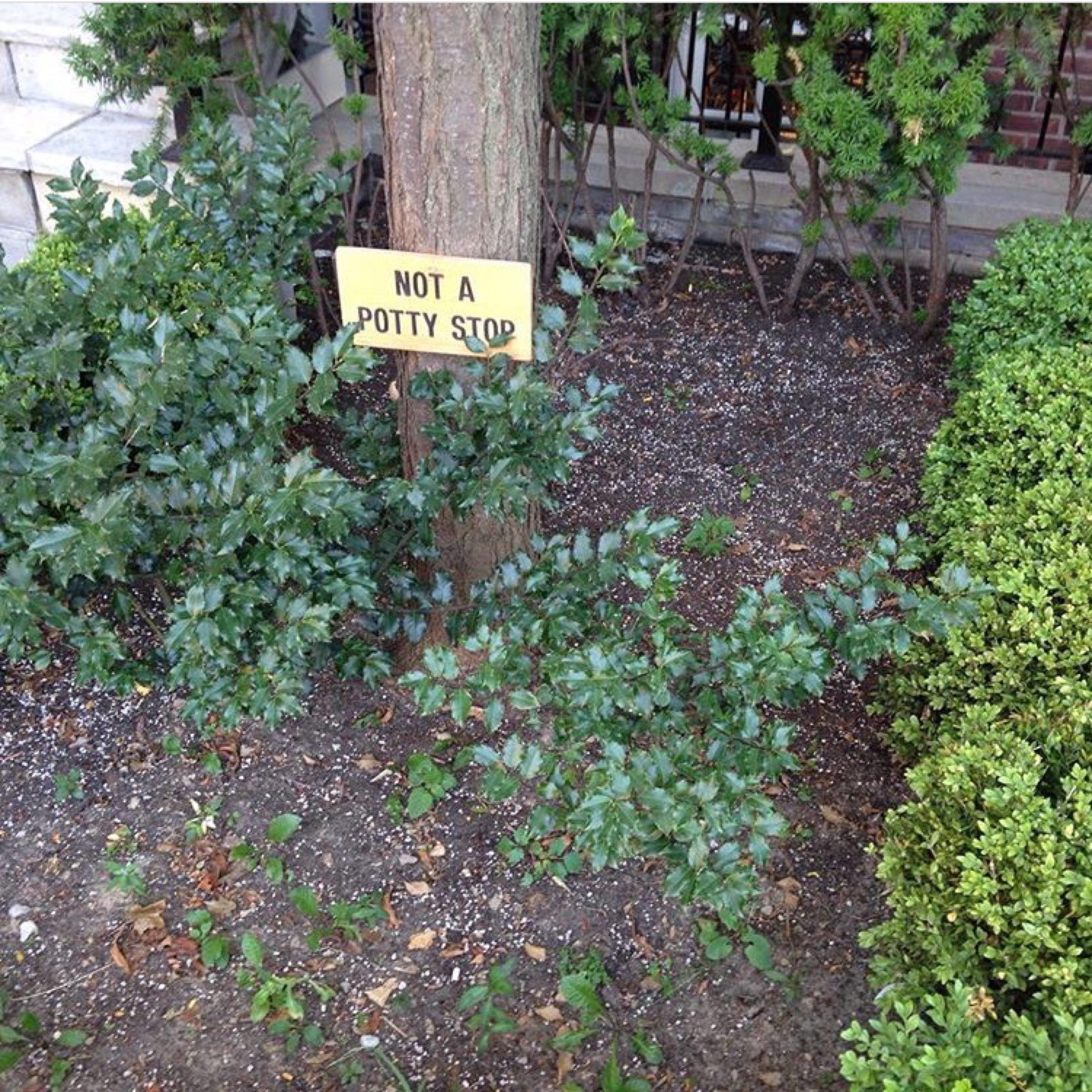 NOT a POTTY STOP Dog Walker Sign No Poop Sign Cedar Wood - Etsy