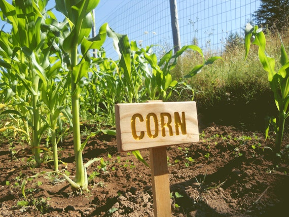 CORN Garden Sign Painted & Oil Sealed Cedar Wood: Hand - Etsy