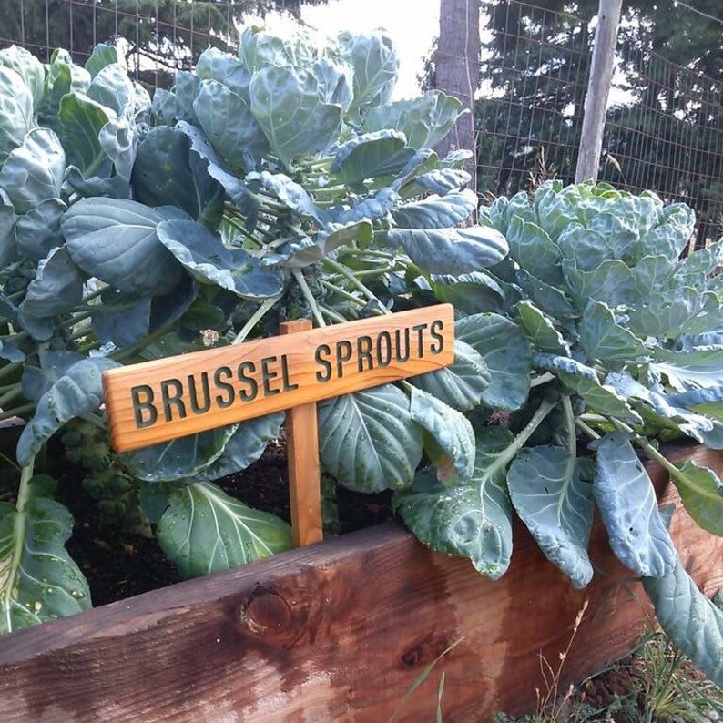 BRUSSEL SPROUTS Sign, Outdoor Marker, Yard Art, Vegetable Sign, Plant ...