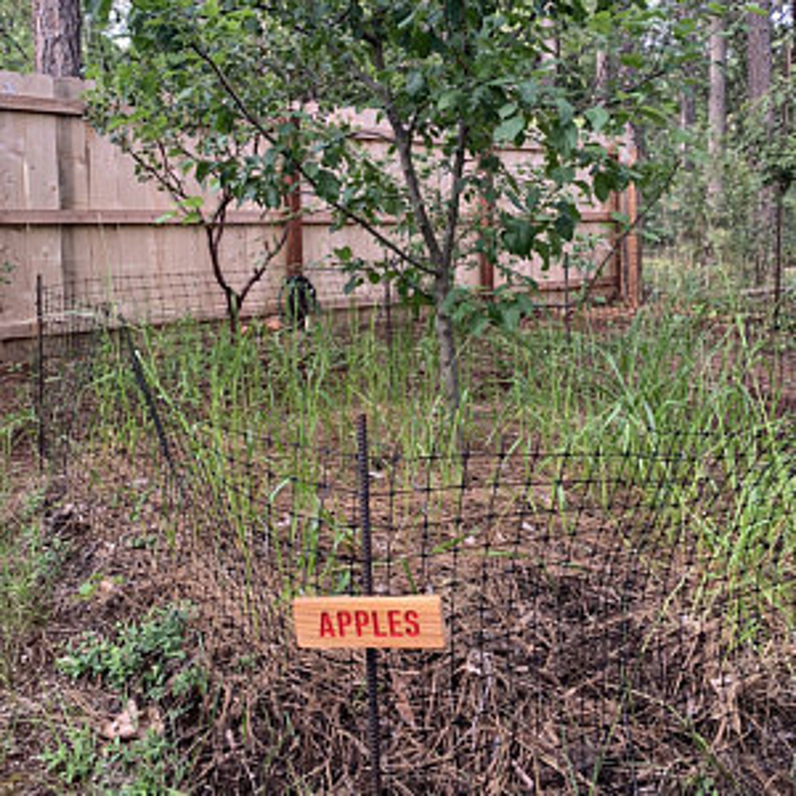 APPLES Sign Outdoor Sign Yard Art Fruit Tree Marker | Etsy