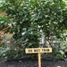 DO NOT TRIM Sign, No Trimming Marker, Warning Sign, Garden Marker ...