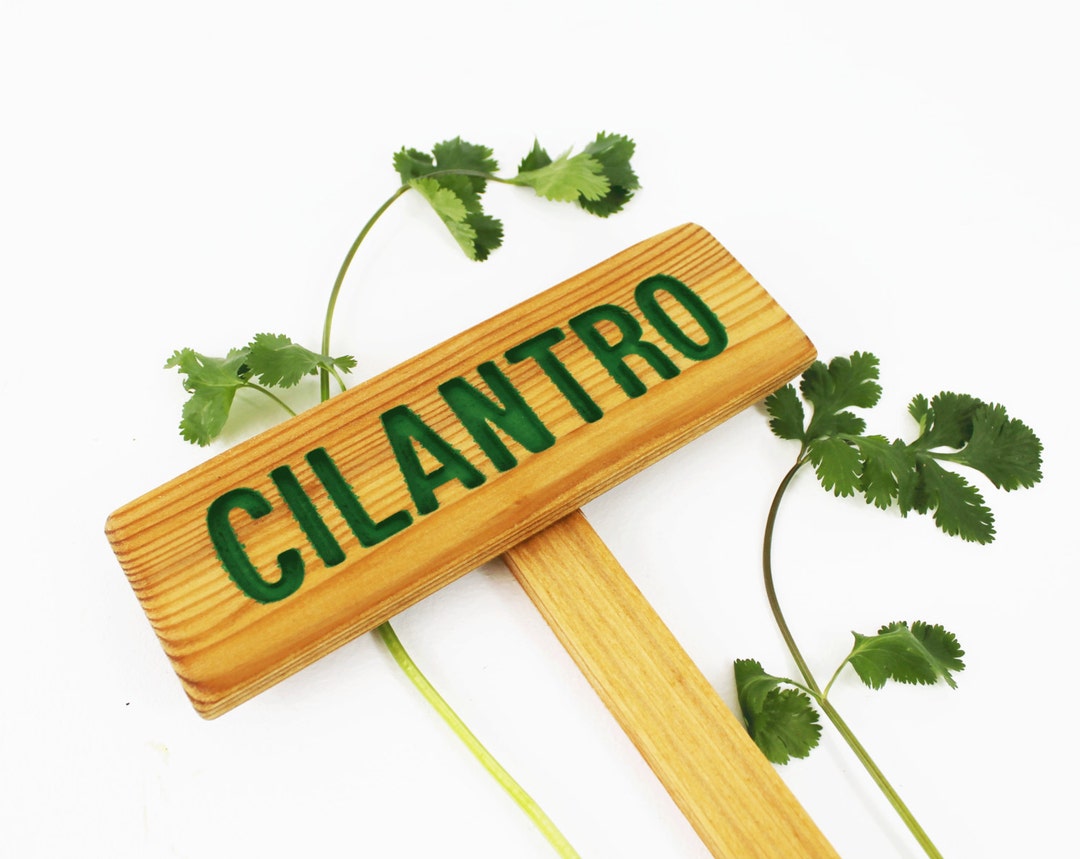 CILANTRO Herb Garden Sign, Painted & Oil Sealed Cedar Wood: Hand Routed ...