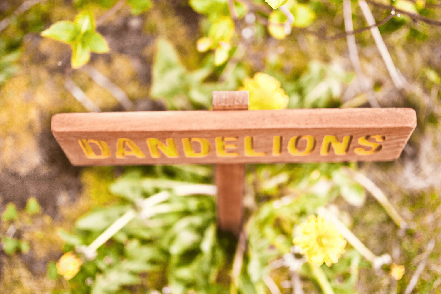 DANDELIONS Garden or Yard Sign Painted & Oil Sealed Cedar - Etsy