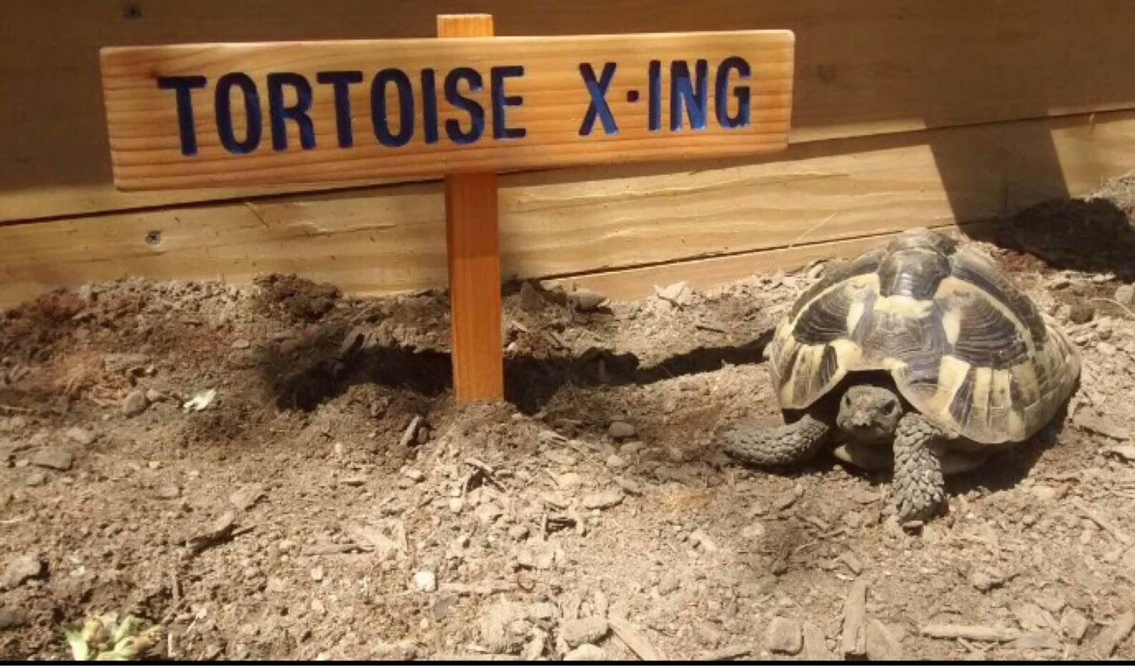 TURTLE X-ING Caution Sign TORTOISE Yard Sign Hand Routed | Etsy