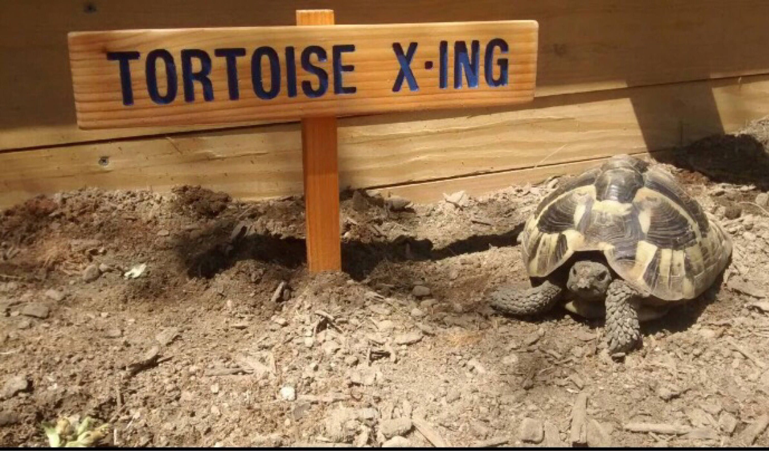 TURTLE X-ING Caution Sign, TORTOISE Yard Sign, Hand Routed Green Sign ...