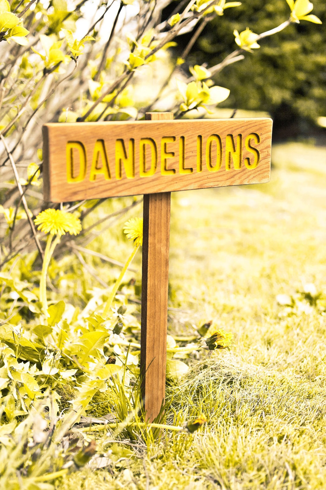 DANDELIONS Garden or Yard Sign, Painted & Oil Sealed Cedar Wood: Hand ...
