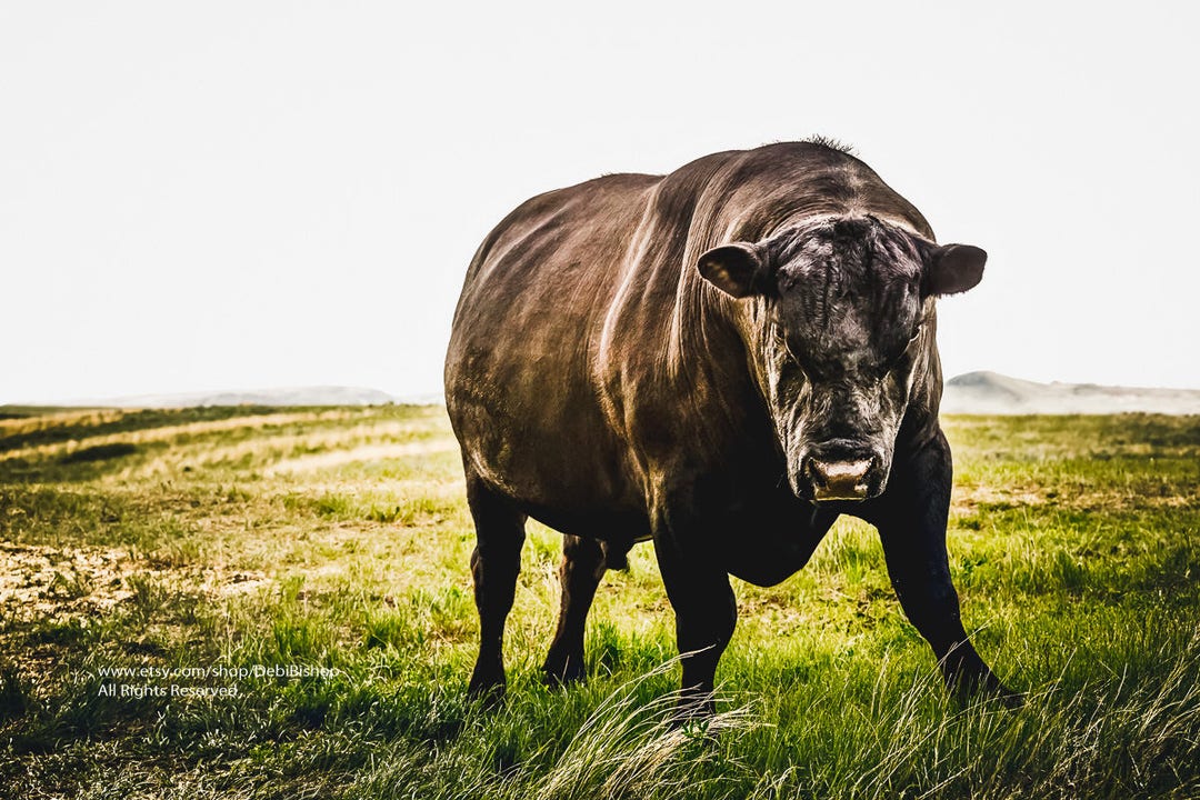 Big Black Angus Bull Closeup With Attitude -canvas Gallery Wrap -cow ...