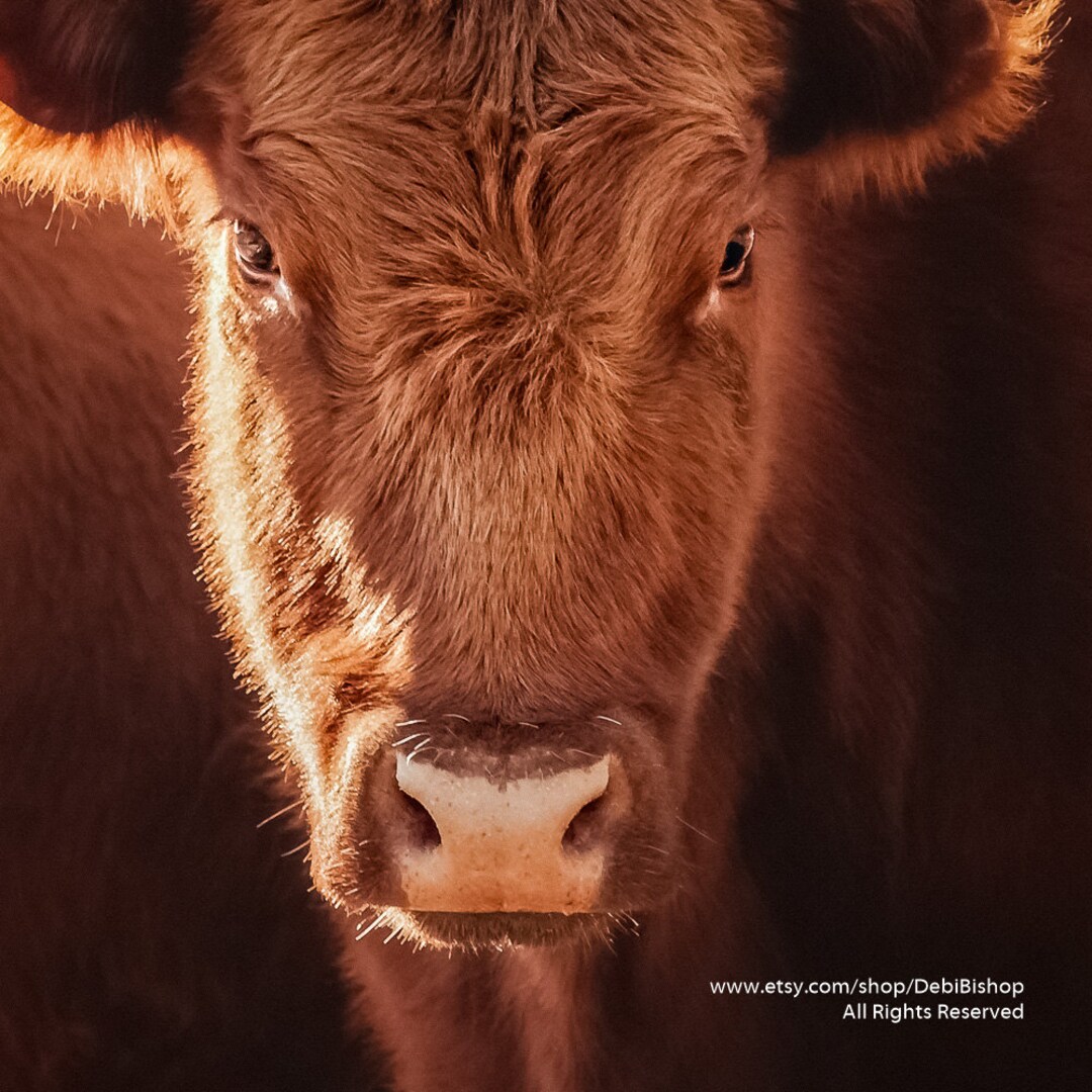 Red Angus Cow Art -farm & Ranch Cattle -farm Animal -home Decor Wall ...