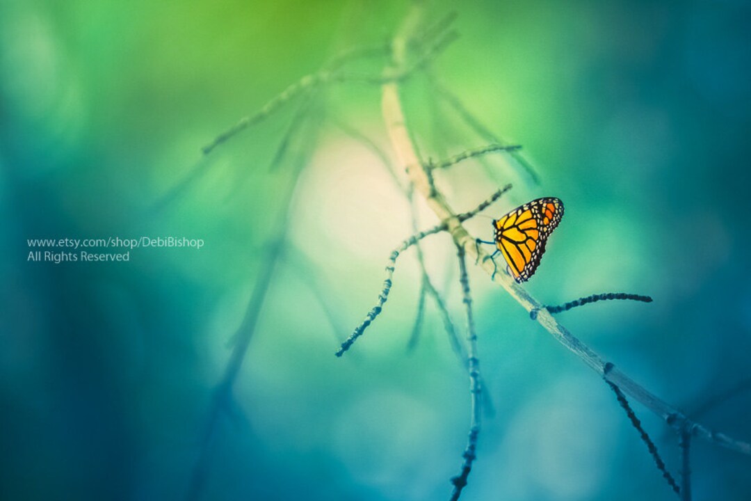 Monarch Butterfly Journey canvas Gallery Wrap dreamy Nature Photography ...