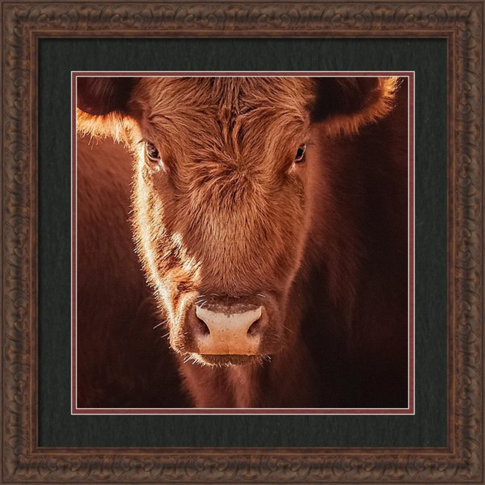 Red Angus Cow Art farm & Ranch Cattle farm Animal home Decor Wall Art ...