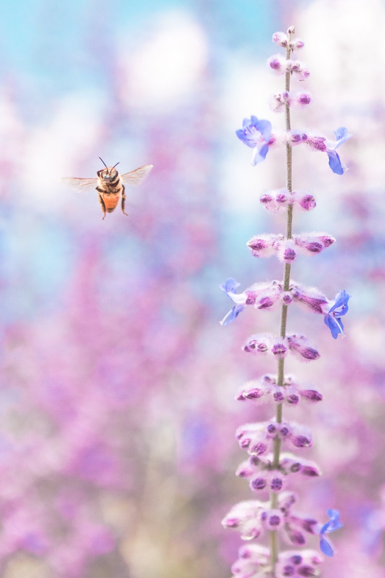 Honey Bee Hovering in Lavender Garden Flowers - Spring Summer Nature ...