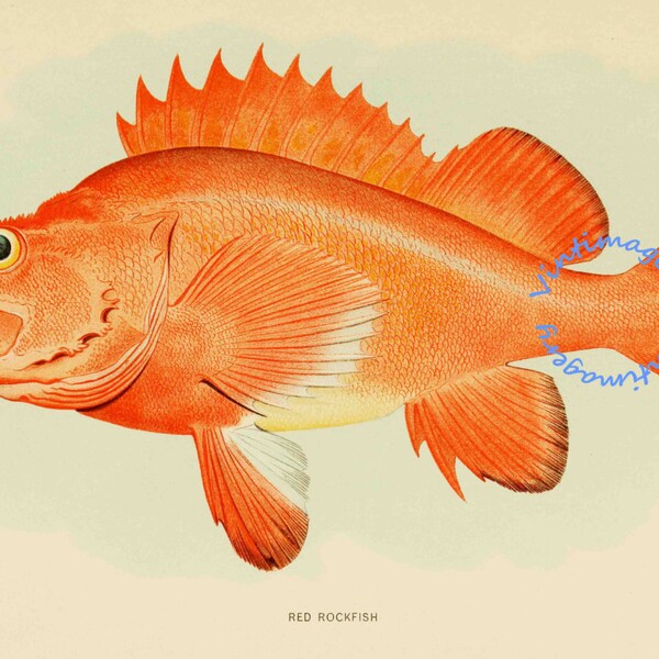 Rockfish - Etsy
