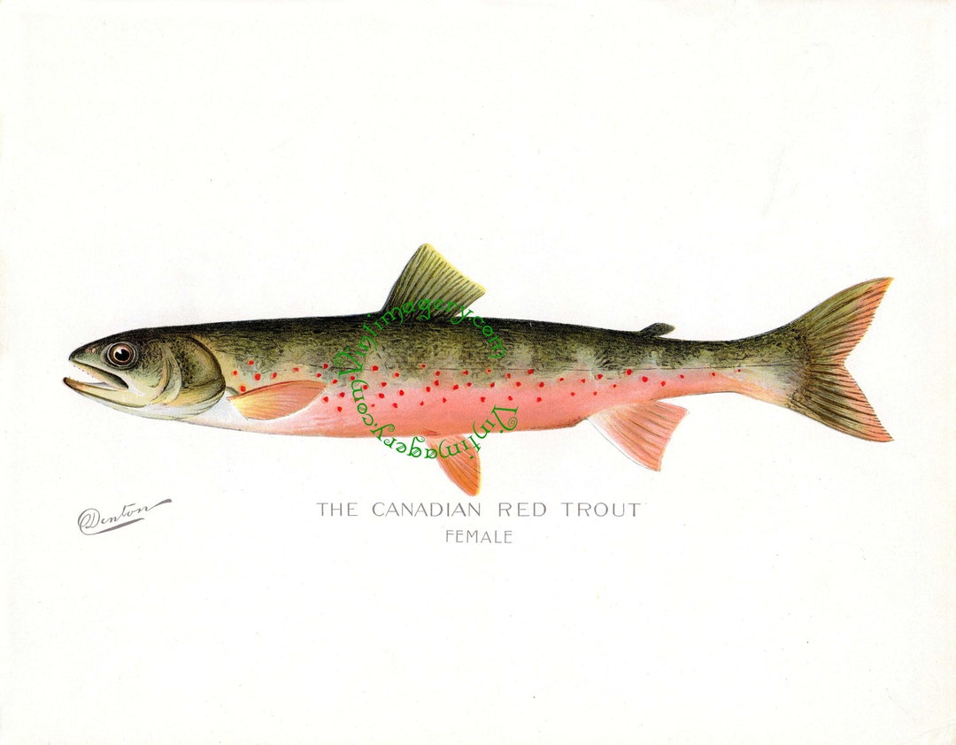 Vintage Fish Print Digital Download: Canadian Red Trout, by S. F ...