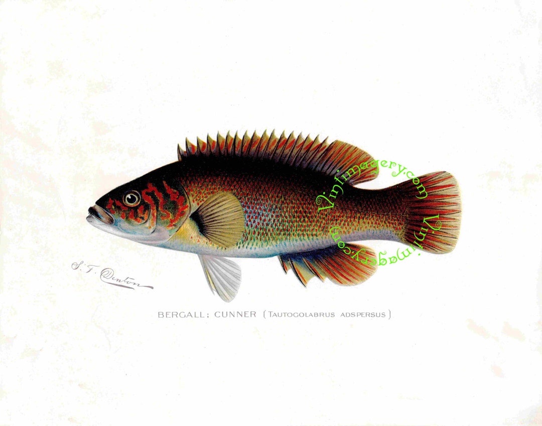 Bergall Fish Print, by S. F. Denton, 1903: Vintage Fish Print Digital ...