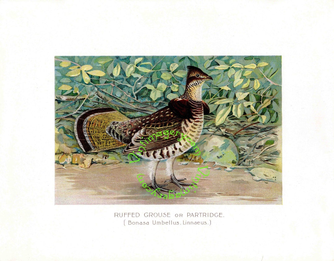 Ruffed Grouse Print, 1903: Vintage Bird Print Digital Download - Etsy