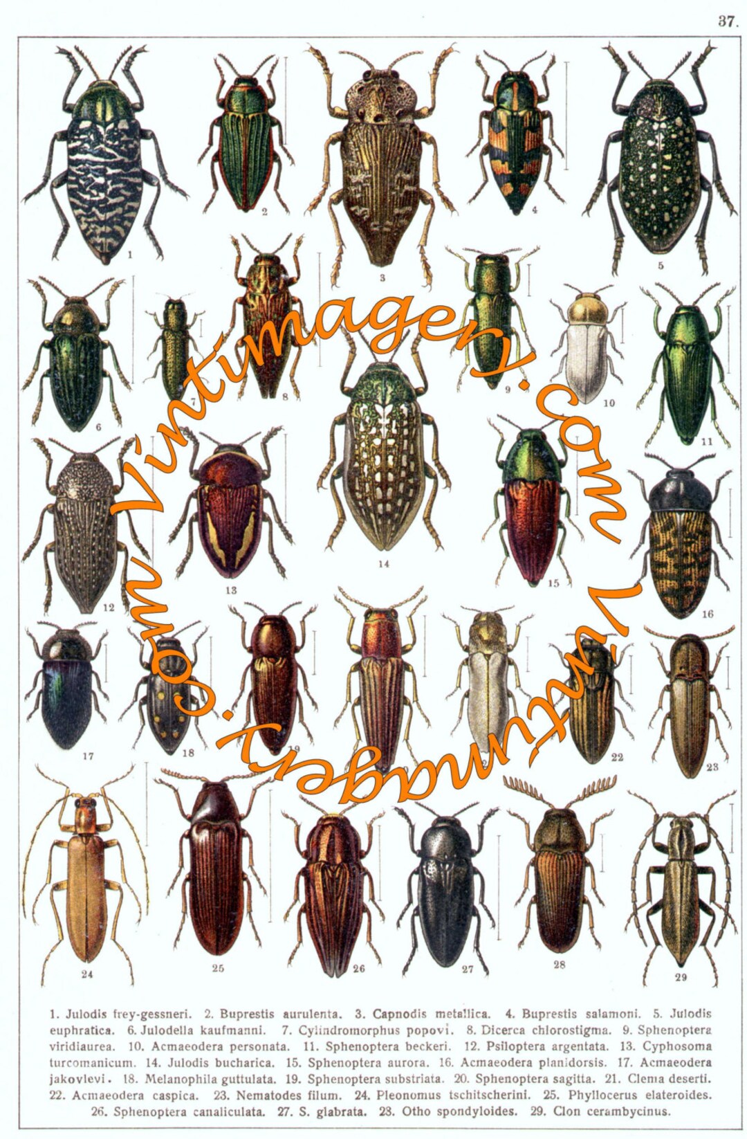 Vintage Insect Print Digital Download: Beetles of Russia, No. 37, Circa ...