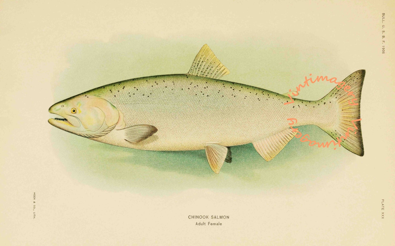 Female Chinook Salmon