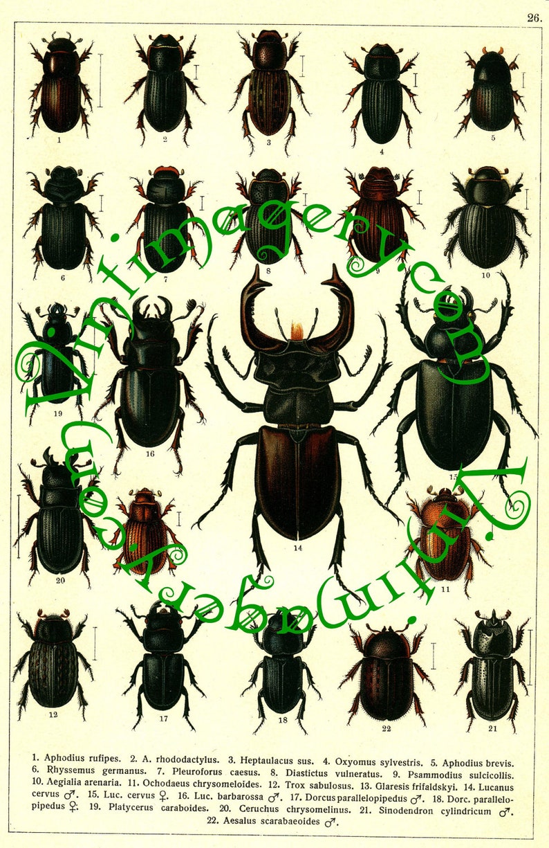 Vintage Insect Print Digital Download: Beetles of Russia, No. 26. Circa ...