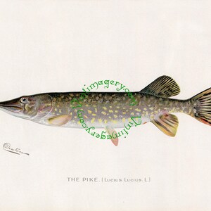 Vintage Fish Print Digital Download: Pike, by S. F. Denton, 1903 - Etsy