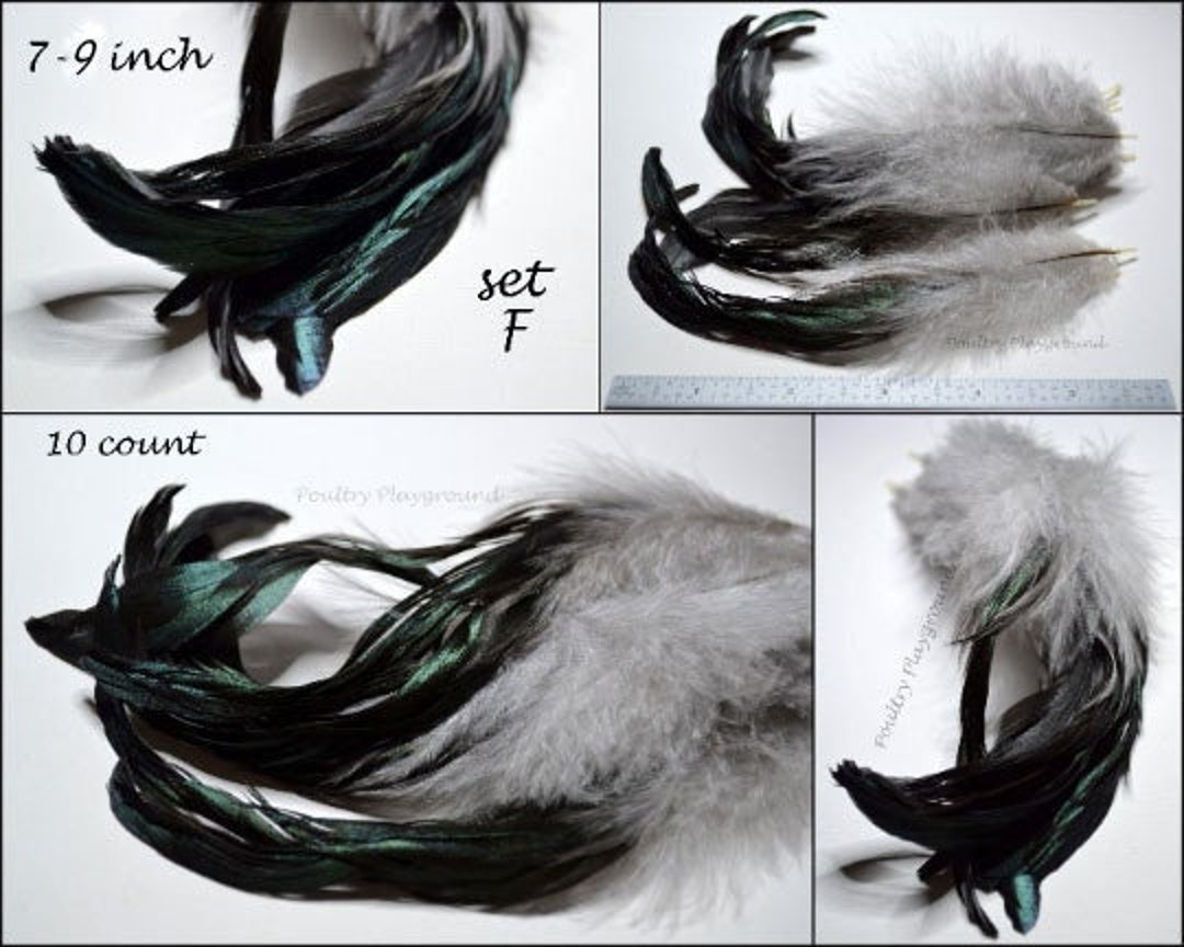 Rooster Lesser Sickle Tail Feathers Black Iridescent Taco - Etsy