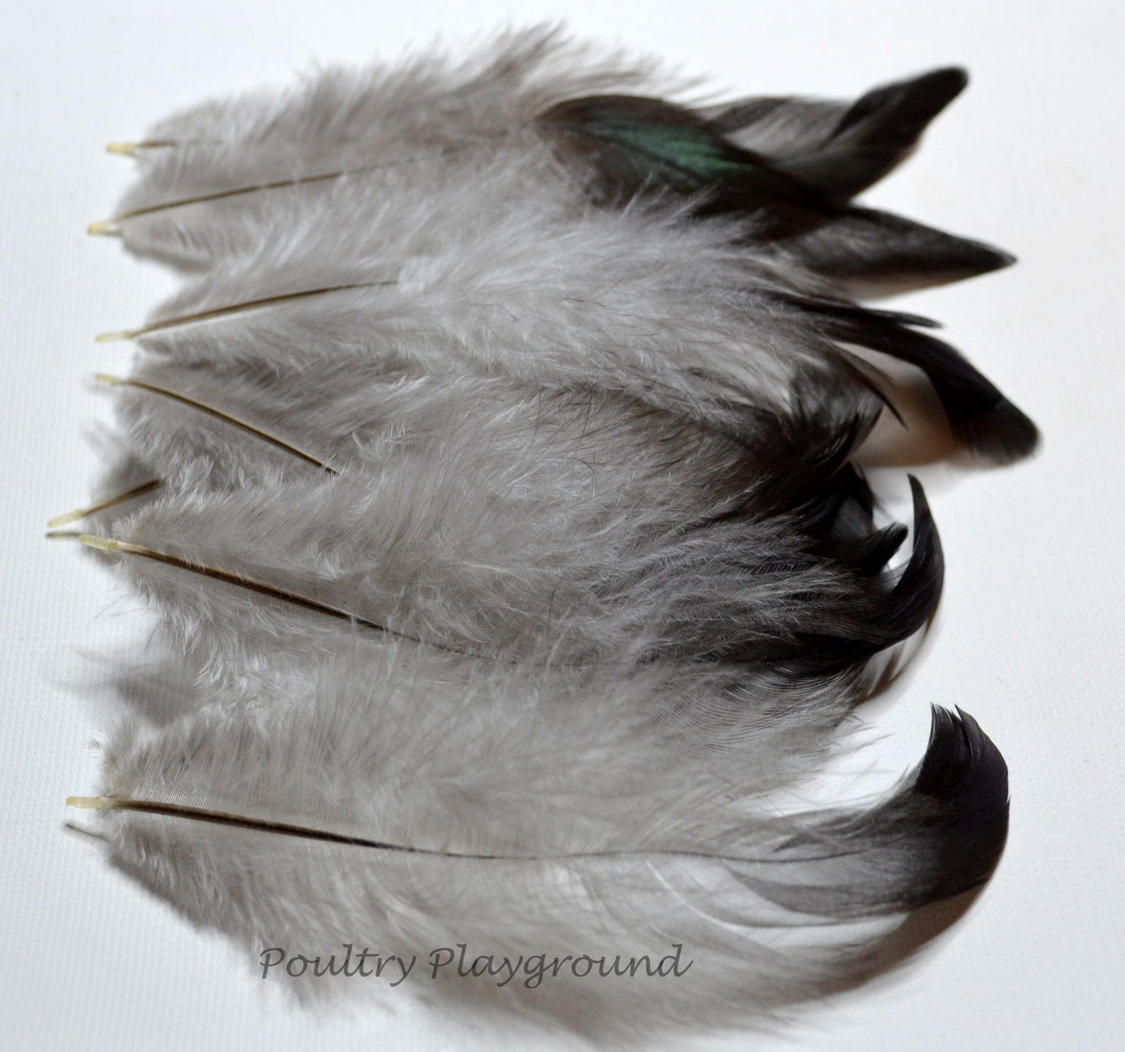 Rooster lesser sickle tail feathers black iridescent taco | Etsy