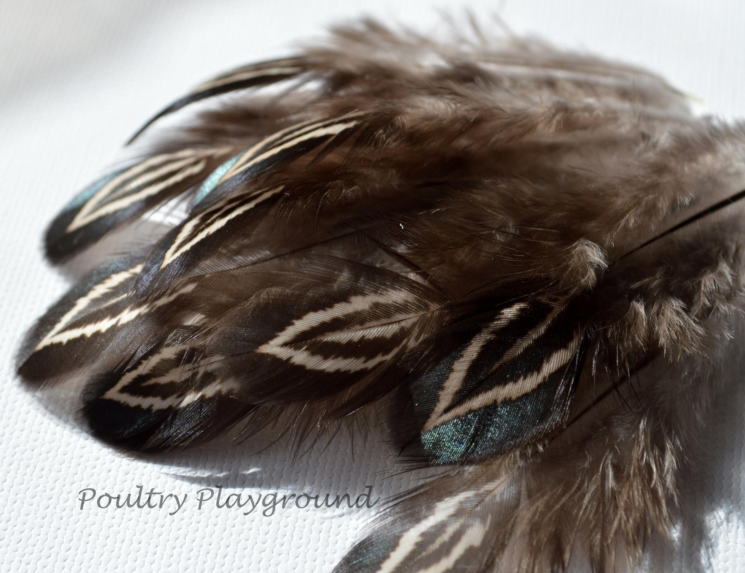 Feathers Tips Black and White Laced Pheobe - Etsy