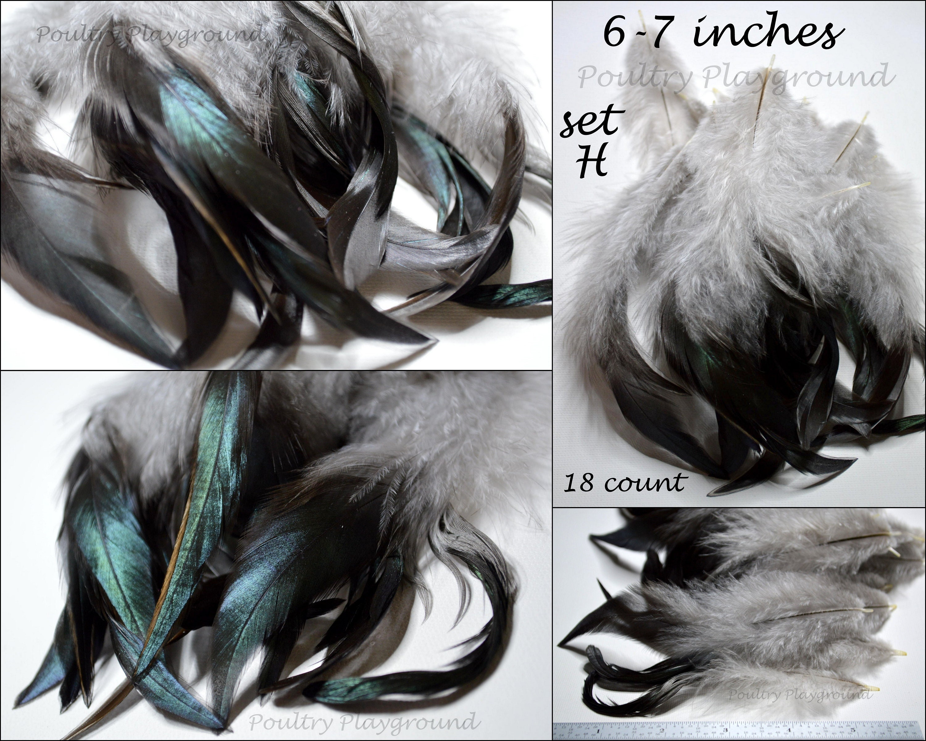 Rooster Lesser Sickle Tail Feathers Black Iridescent Taco - Etsy