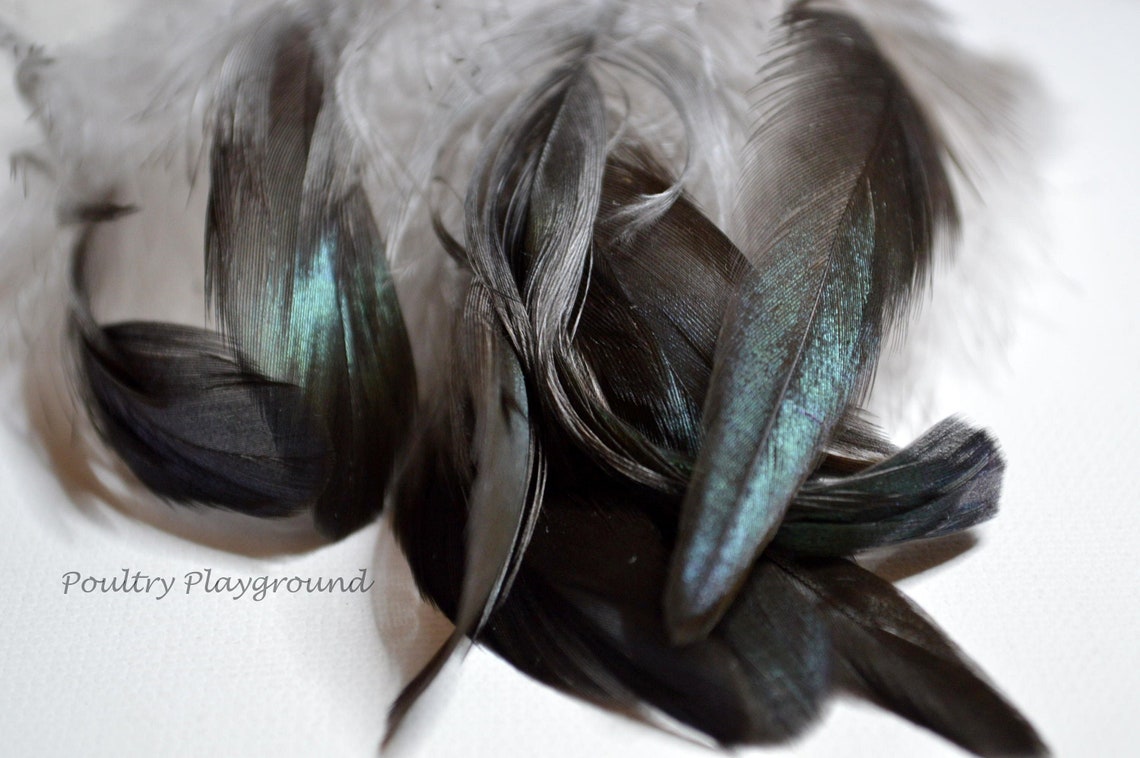 Rooster lesser sickle tail feathers black iridescent taco | Etsy