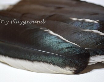 Rooster Wing Feathers - Etsy