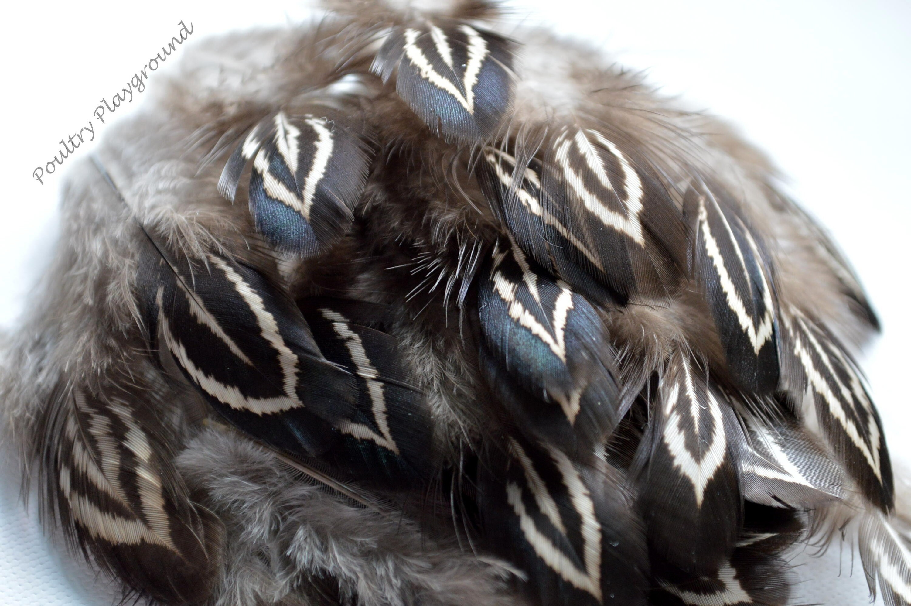 Feathers Tips Black and White Laced Pheobe - Etsy