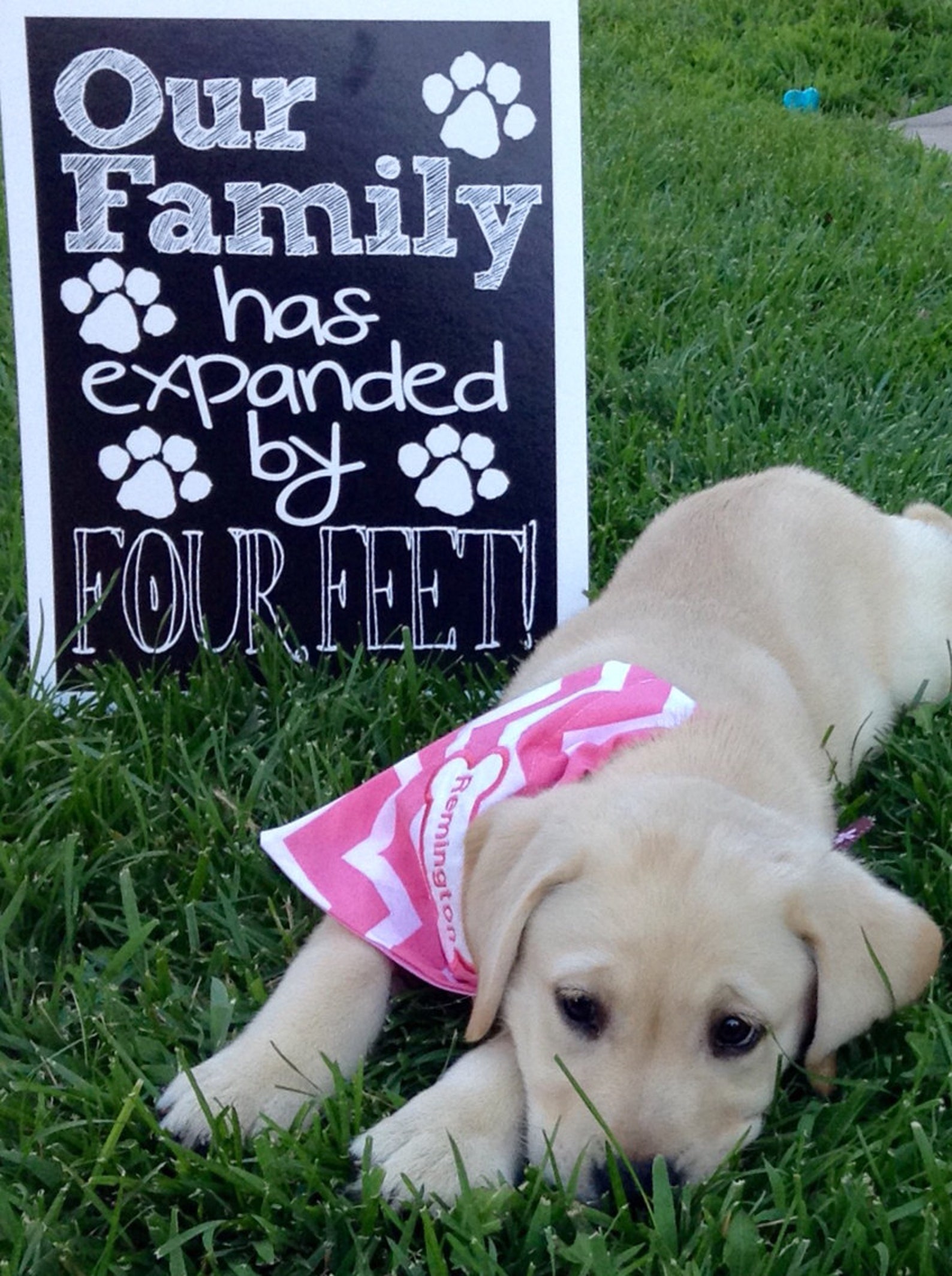 New Puppy Announcement PERSONALIZED Our Family Has Expanded - Etsy
