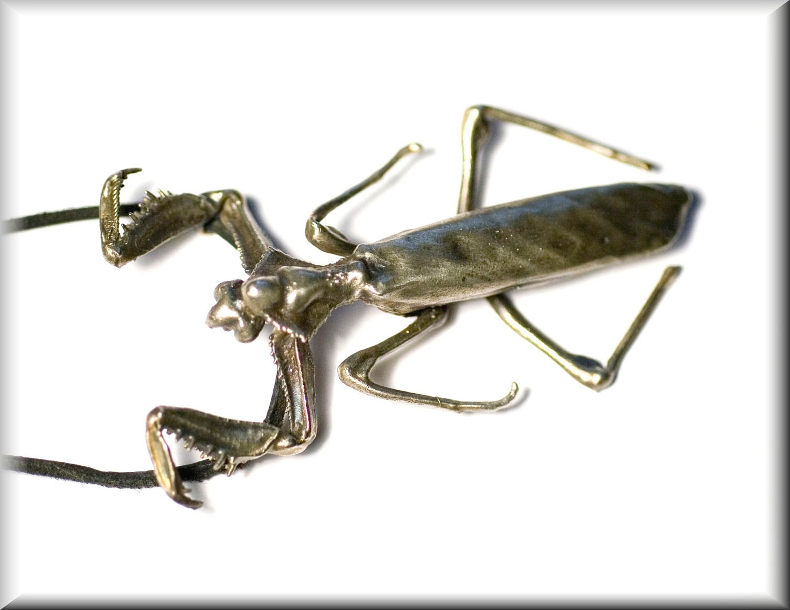 Pendant mantis Made of Sterling Silver Praying - Etsy