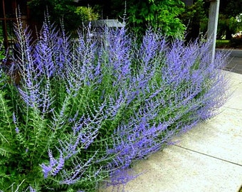 Blue Thimble Flower 250 seeds Gilia capitata blue | Etsy