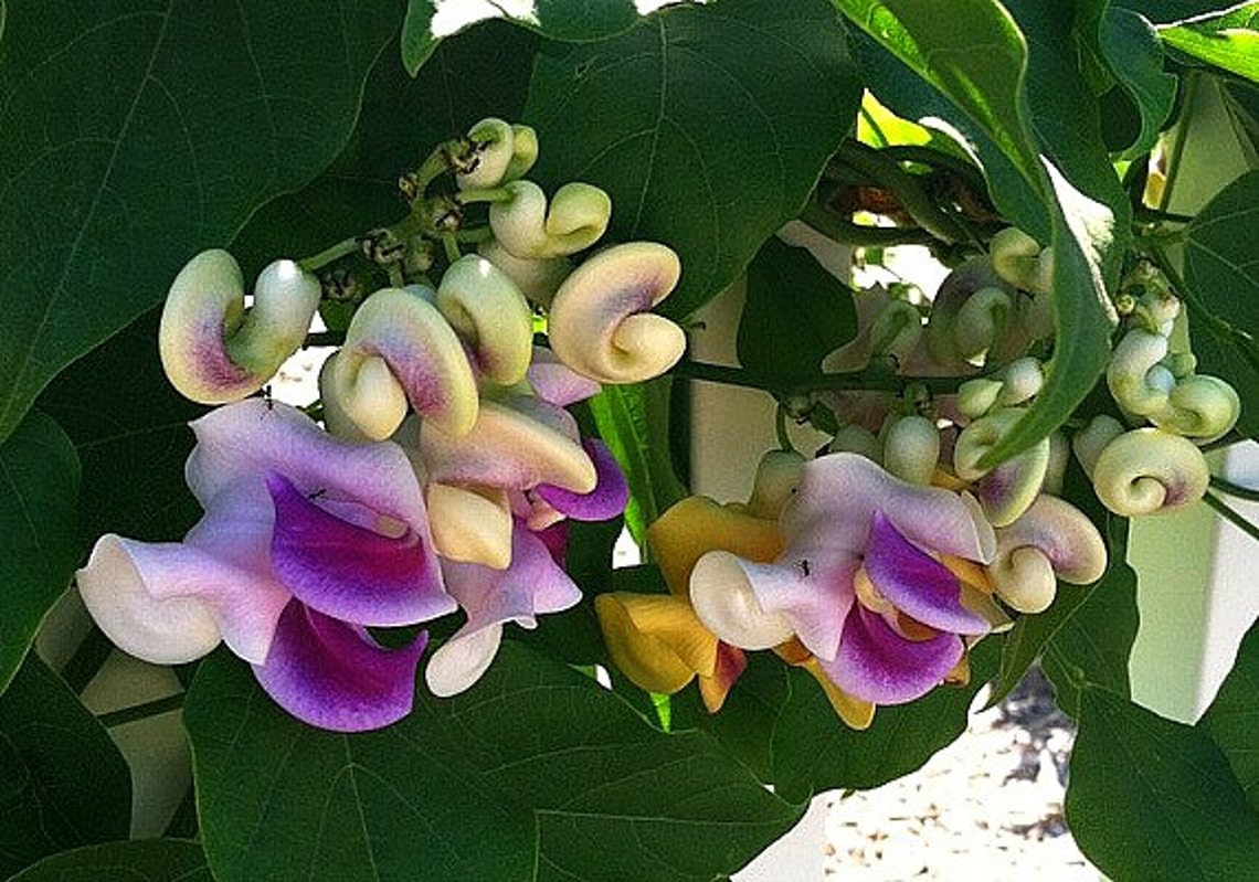Fragrant Corkscrew Vine, Phaseolus Caracalla, 5 Rare Seeds, Tropical ...