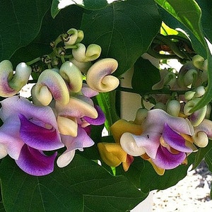 Fragrant Corkscrew Vine, Phaseolus Caracalla, 5 Rare Seeds, Tropical ...