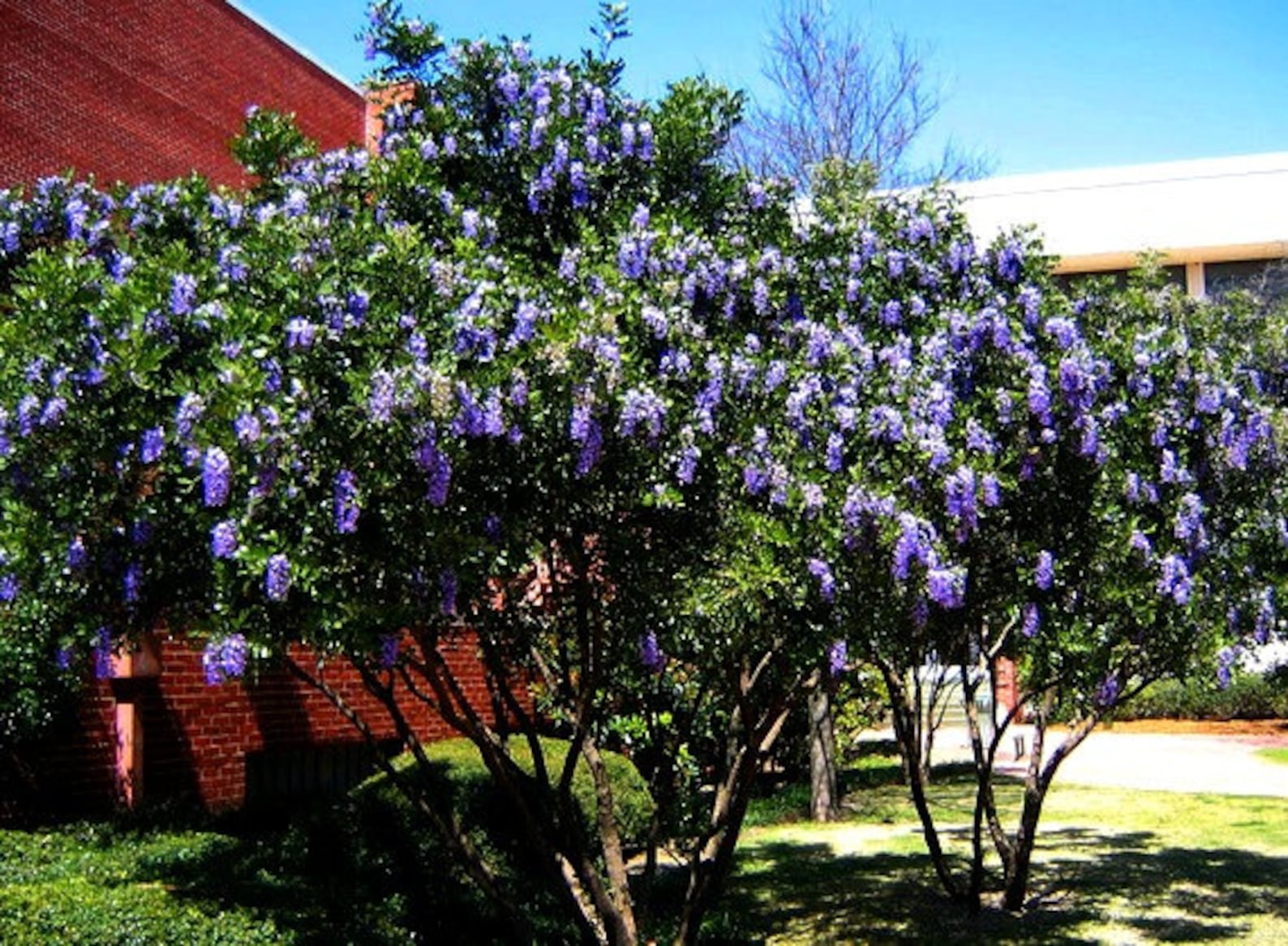Texas Mountain Laurel, 10 Seeds, Sophora Secundiflora, Fragrant Blooms ...