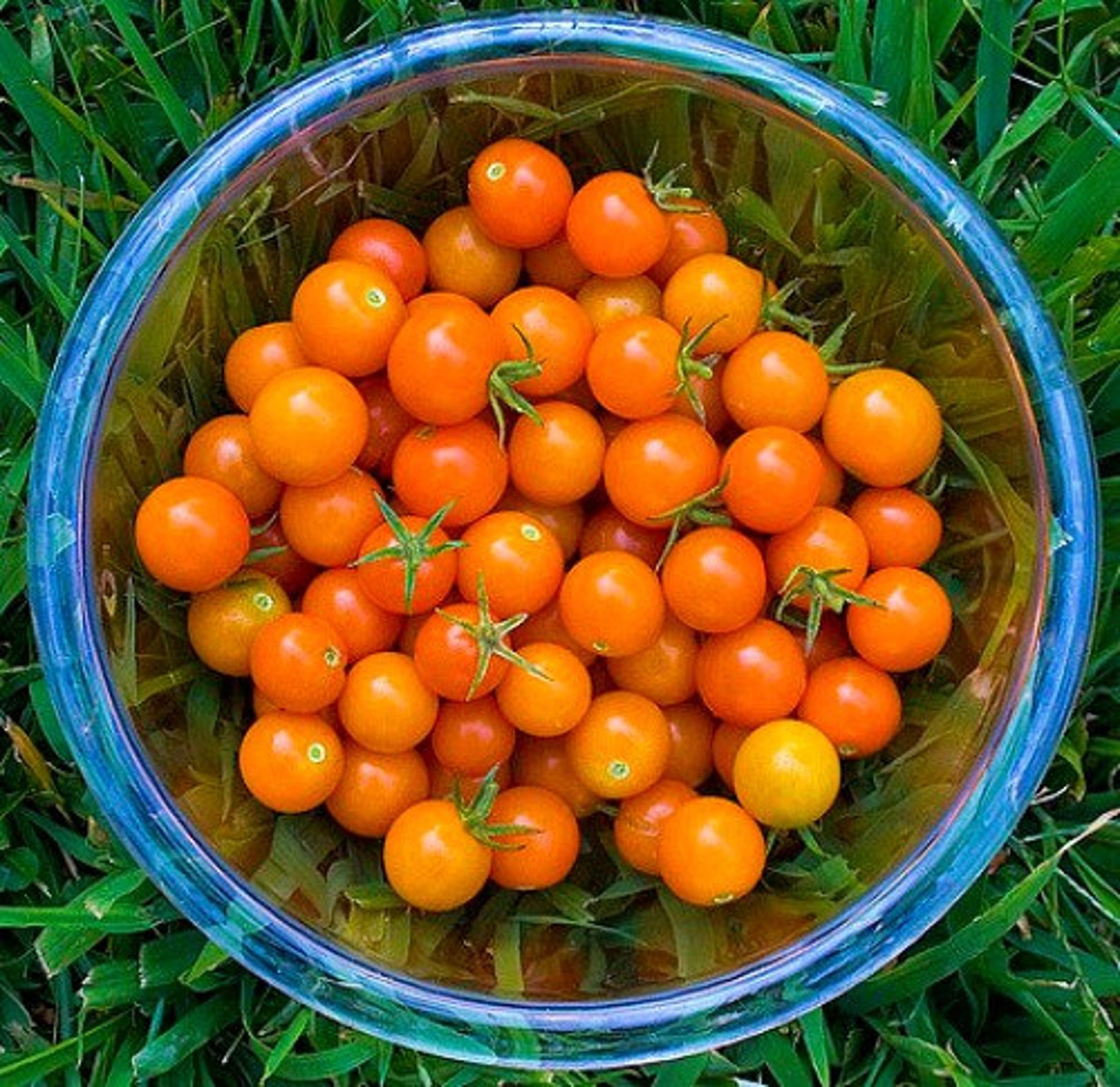 Rainbow Cherry Tomato Collection, Five Tasty Heirlooms, 75 Seeds, Early ...