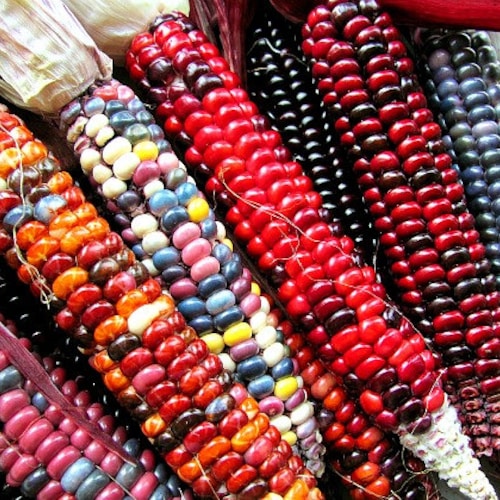 Baby Blue Jade Corn 20 Rare Seeds Non GMO Dwarf Heirloom - Etsy