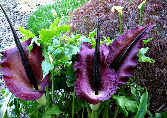 Voodoo Lily Dracunculus 5 Seeds Enormous Blooms Eats - Etsy