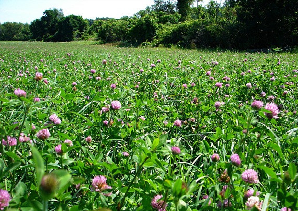 Strawberry Clover, 3000 Bulk Seeds, Trifolium, Winter Sow, Easy Lawn ...